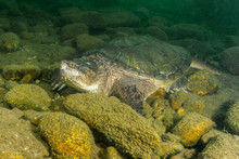 Baby Snapping Turtle On Rock Free Stock Photo - Public Domain Pictures