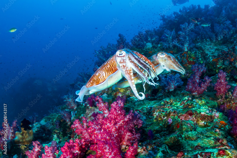 Colorful mating Pharaoh Cuttlefish on a tropical coral reef Stock Photo ...