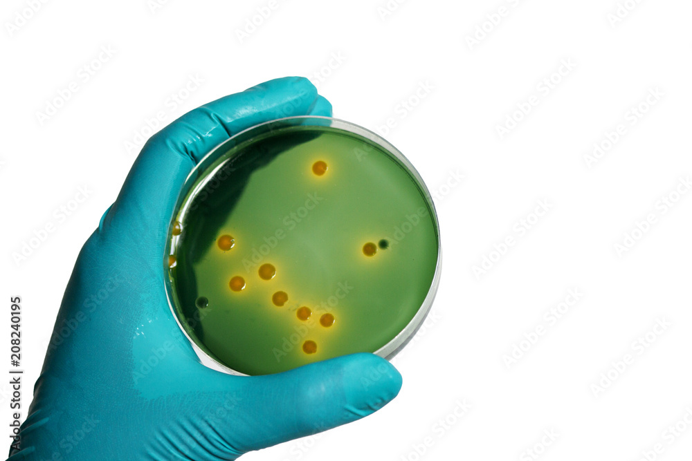 Close up photo of microbiologist hand cultivating a petri dish whit ...