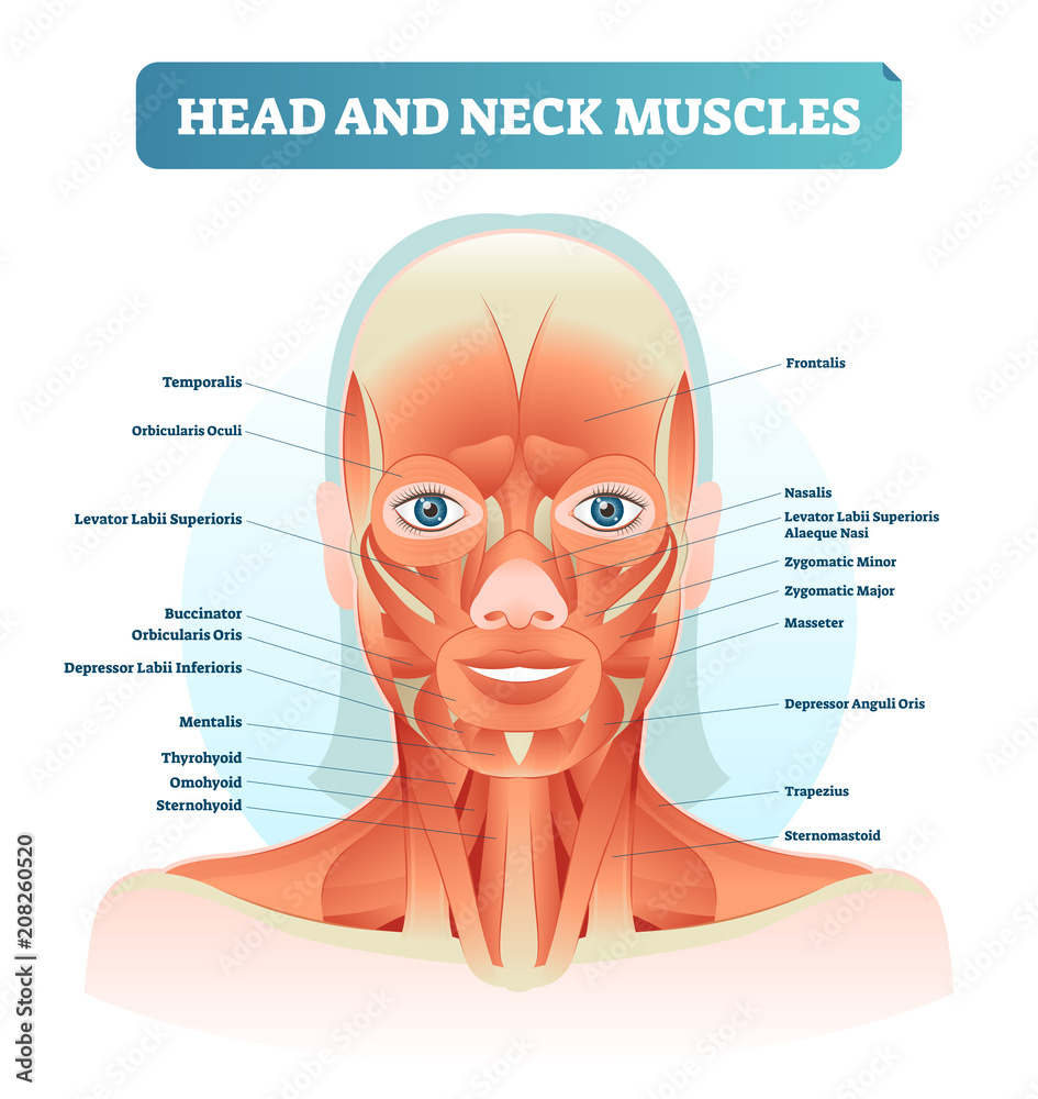 Head and neck muscles labeled anatomical diagram, facial vector ...
