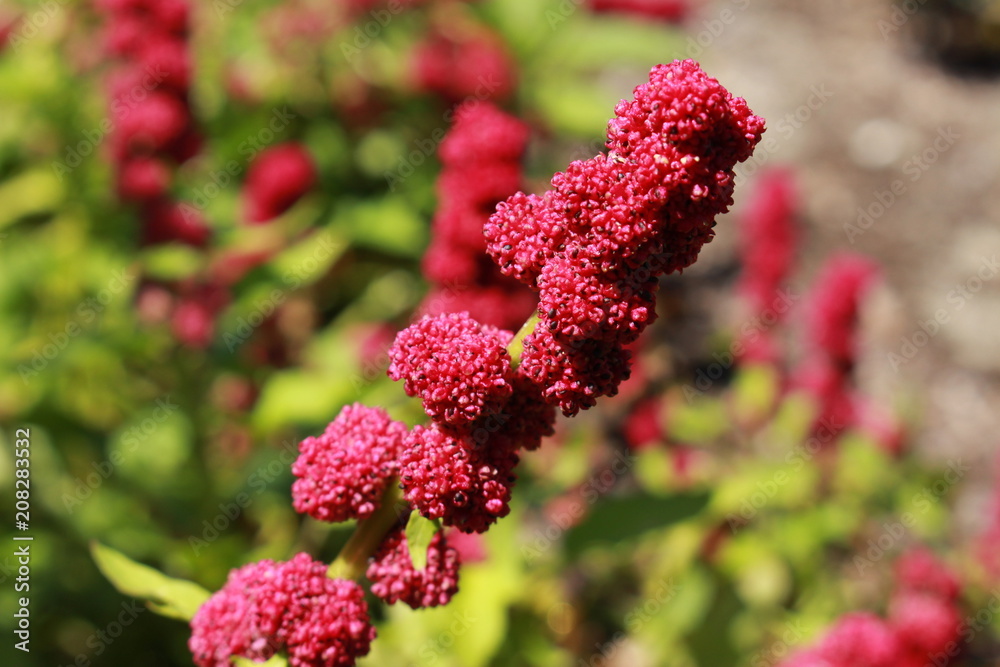 "Strawberry Blite" (or Blite Goosefoot, Strawberry Goosefoot ...