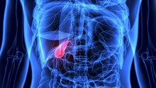 Gall Bladder Free Stock Photo - Public Domain Pictures