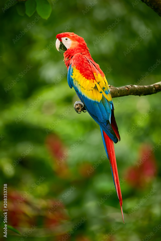 Red parrot Macaw parrot fly in dark green vegetation. Scarlet Macaw Ara macao in tropical forest Costa Rica. Red bird in the forest. Parrot flight. Wildlife scene from tropic nature. Stock Photo