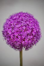 Purple Ball Flowers Free Stock Photo - Public Domain Pictures