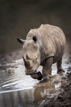Rhino In Water Free Stock Photo - Public Domain Pictures