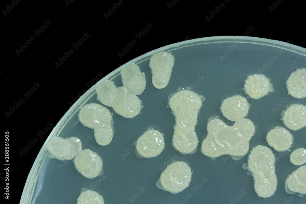 Bacillus sp. on Trypticase soy agar agar plate . Colony bacteria on ...