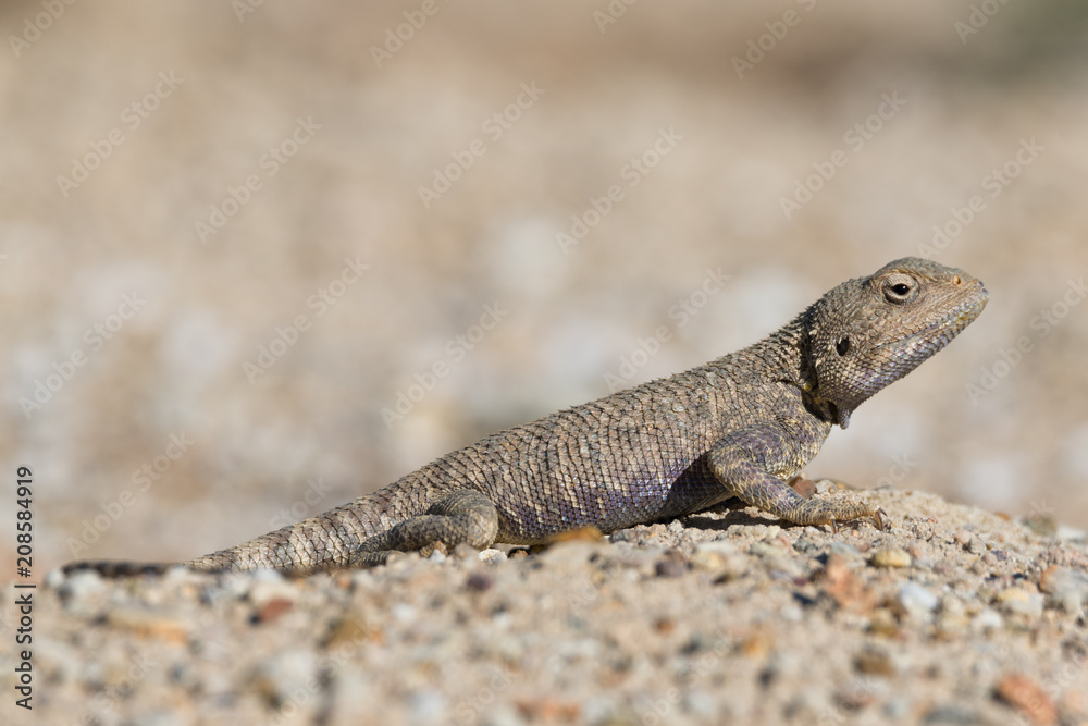 Trapelus Sanguinolentus, Lizard From The Family Of Agama. Steppe Agama ...