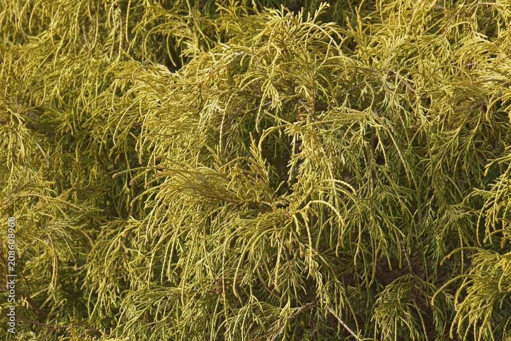 Gold dwarf threadleaf false cypress (Chamaecyparis pisifera Filifera ...