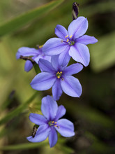 Small Purple Lily Wildflower Free Stock Photo - Public Domain Pictures