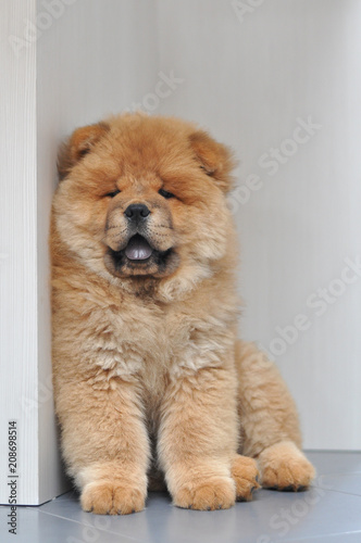 Chow chow puppy in the house. Purebred red dog chow chow - Buy this ...
