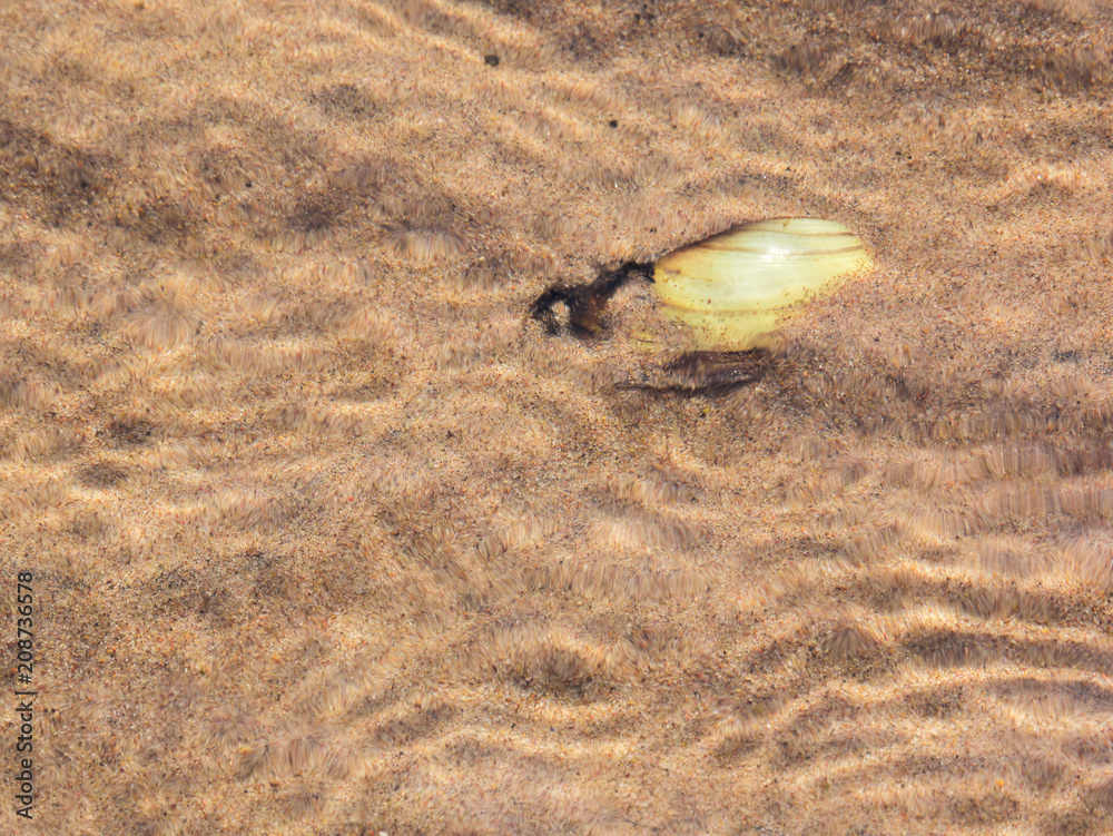 Bivalve shellfish on the shallow shore, buried in sand, visible through ...