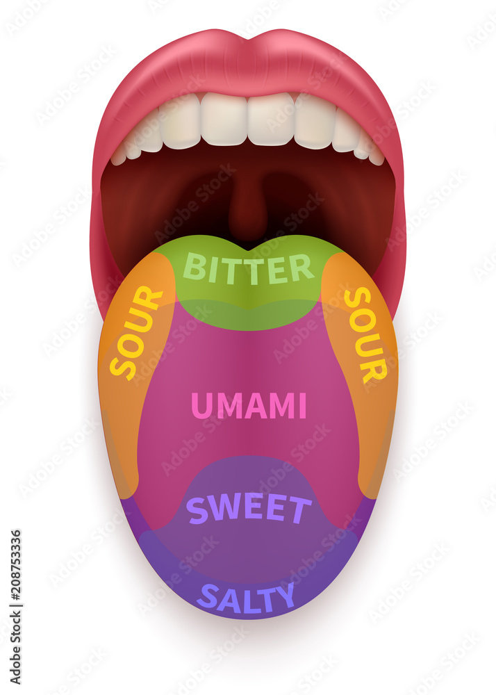 Realistic tongue with basic taste areas. Tasting map in human mouth ...