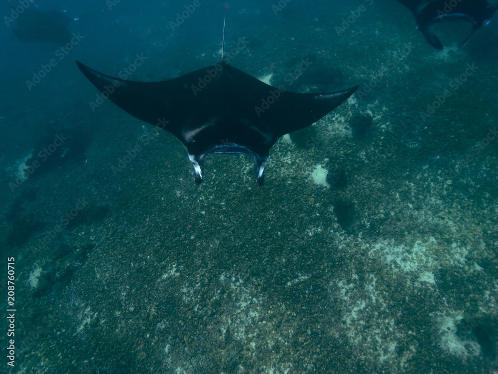 Reef manta ray-Manta alfredi-Riffmanta in the waters around Komodo ...