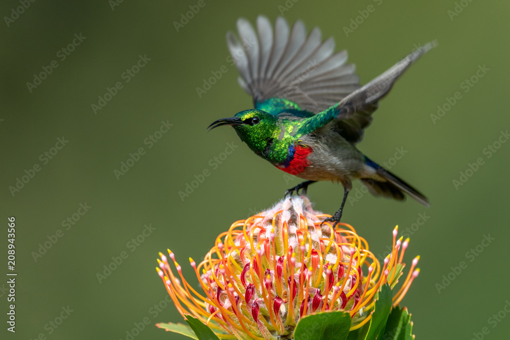 Southern double-collared sunbird or lesser double-collared sunbird ...