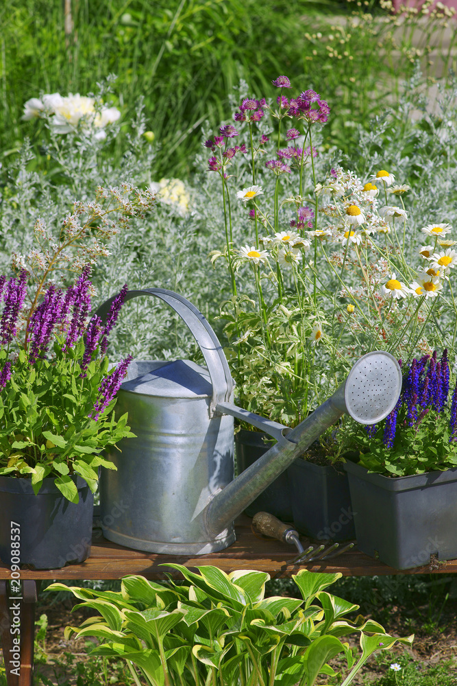 Garden works - planting and care of perennials / Salvia Sensation Deep ...