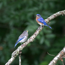 Young Eastern Bluebird On Branch Free Stock Photo - Public Domain Pictures