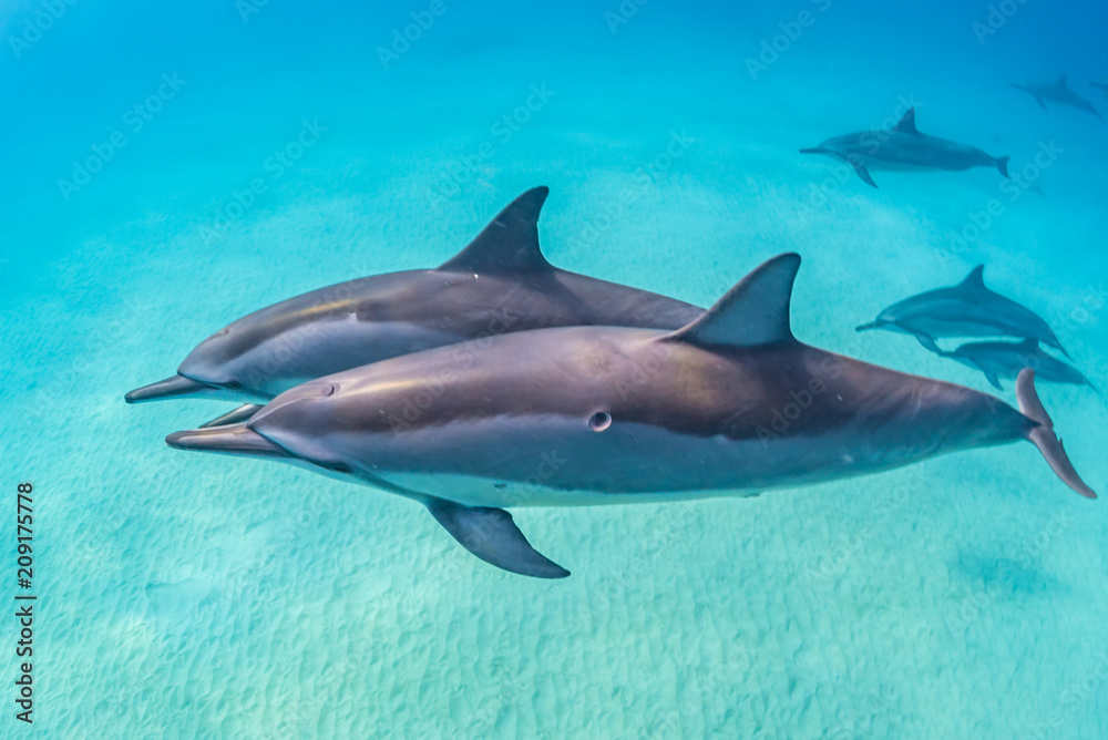Dolphin Pod Stock Photo | Adobe Stock