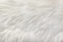 Fur Background 9 Free Stock Photo - Public Domain Pictures