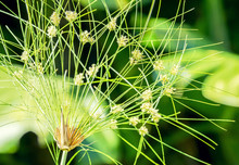 Papyrus Water Reed Free Stock Photo - Public Domain Pictures