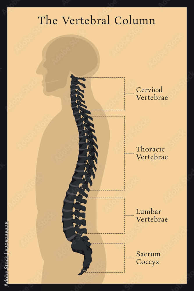Vertebral Column. All Vertebrae Cervical Thoracic Lumbar Sacral and ...