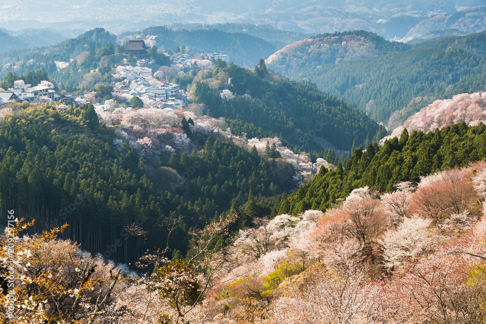 Yoshinoyama sakura cherry blossom . Mount Yoshino in Nara Prefecture ...