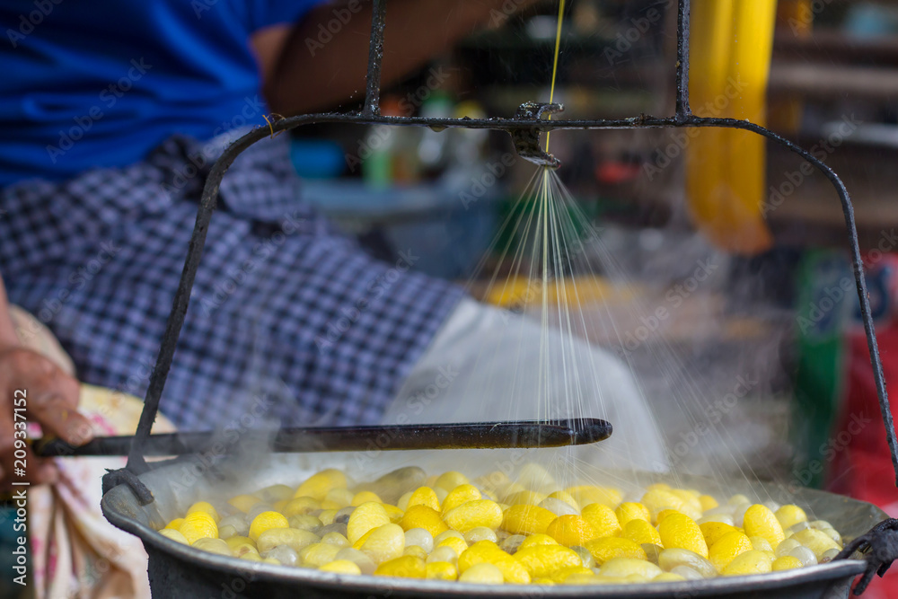 Thai woman boiling yellow silkworm cocoons and making silk thread. A traditional way of hand made silk production. Stock Photo Adobe Stock