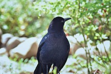 Great Tailed Grackle Bird Free Stock Photo - Public Domain Pictures