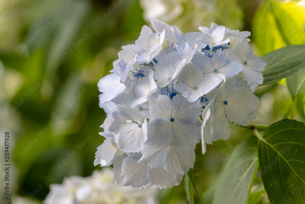 Hydrangea at Hattori Farm in Mobara City, Chiba Prefecture, Japan ...