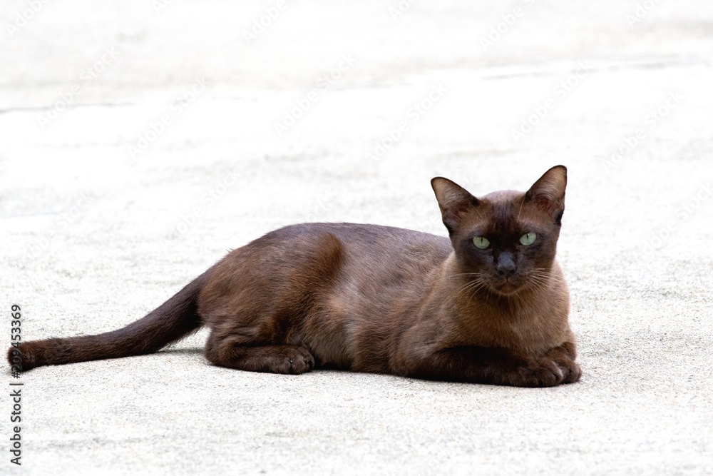 Stock-Foto „Korat or Si Sawat is a kind of siamese cat which its body ...