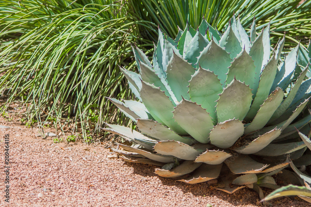 Agave plants in the open-air banana garden. Marrakech, Morocco, Africa ...