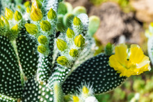 Cactus Buds Free Stock Photo - Public Domain Pictures
