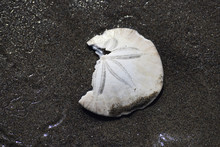 Broken Sand Dollars Free Stock Photo - Public Domain Pictures