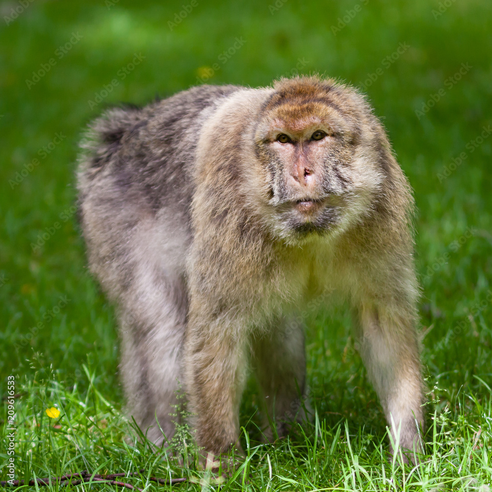 Barbary Macaques Monkey. Barbary macaques monkeys live in the Atlas ...