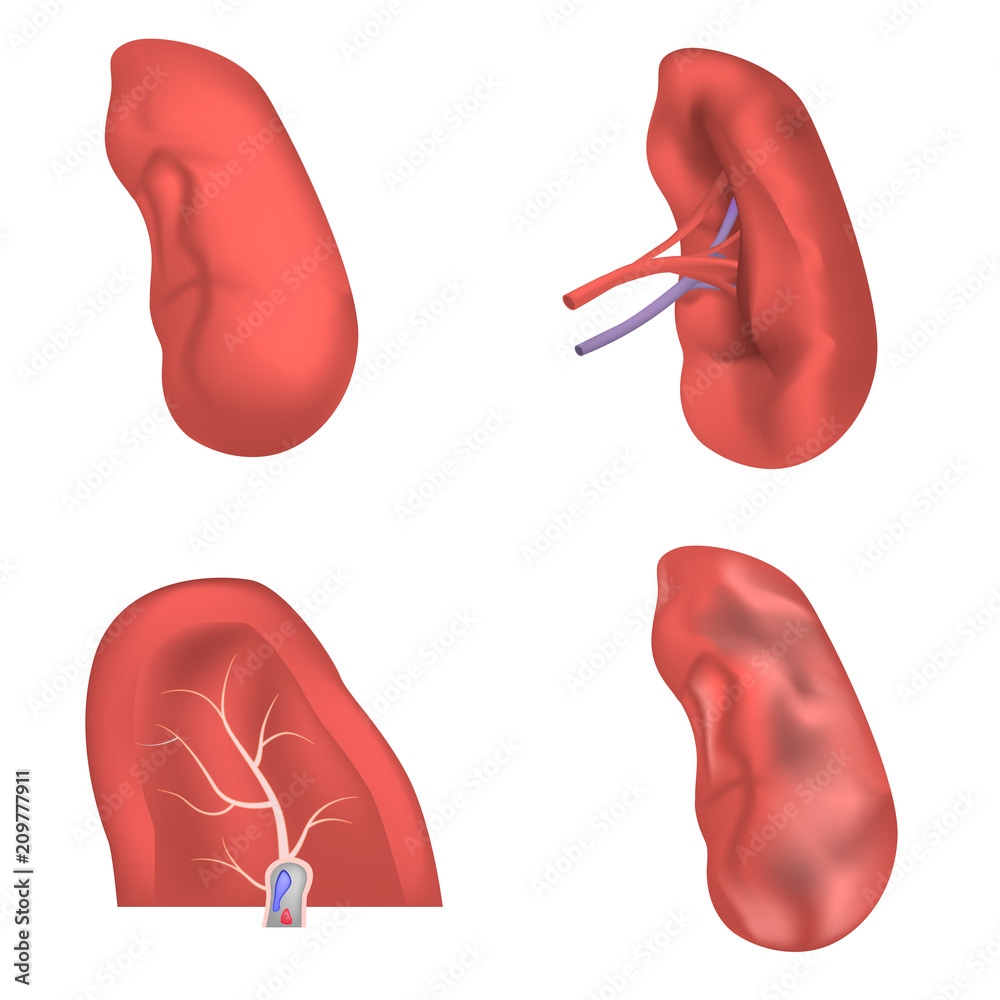 Spleen milt anatomy icons set. Realidtic illustration of 4 spleen milt ...
