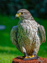 Greenland Falcon & Iceland Falcon Free Stock Photo - Public Domain Pictures