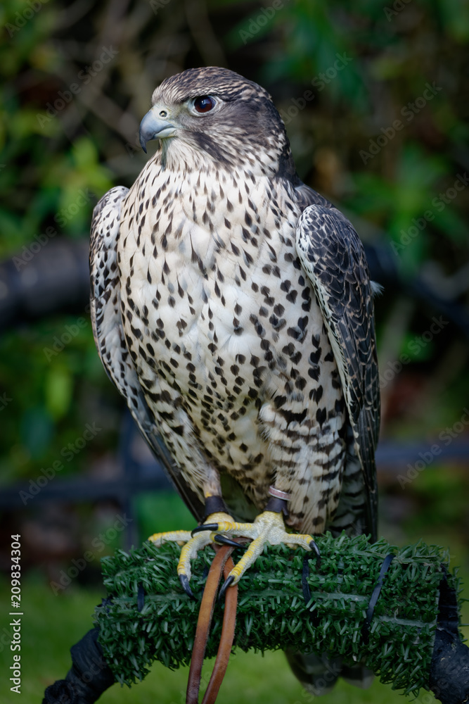 Gyrfalcons (Falco rusticolus) are the largest falcon species. They are ...