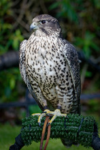 Greenland Falcon & Iceland Falcon Free Stock Photo - Public Domain Pictures