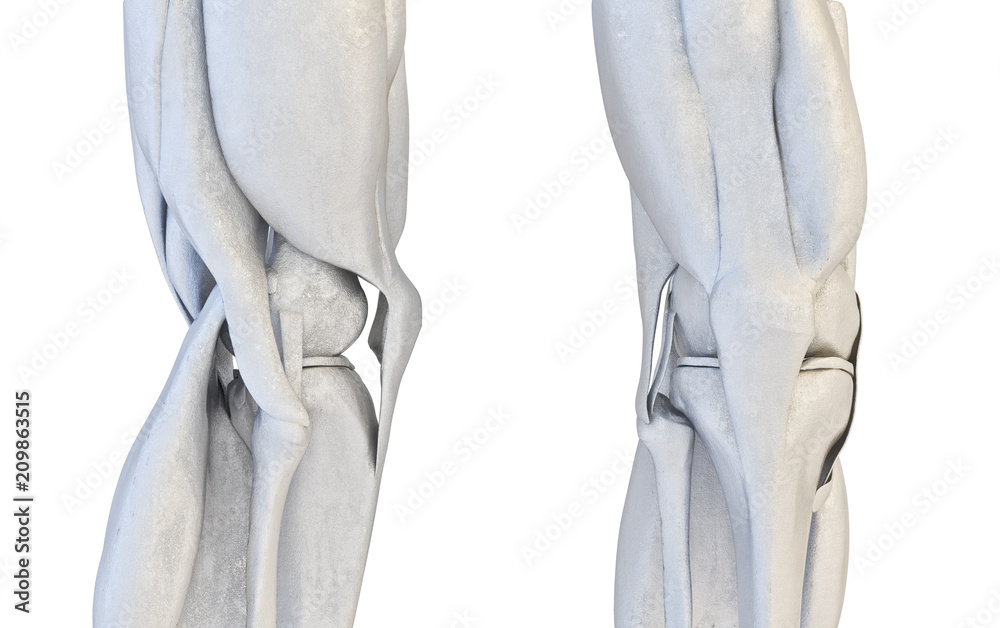 Human knee joint skeleton anatomy set. Skeletal bones, lateral and ...