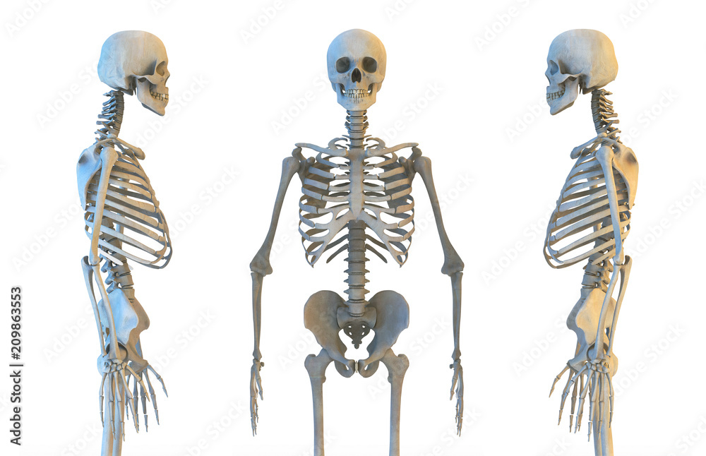Human skeleton anatomy set. Skeletal bones, lateral and anterior view ...