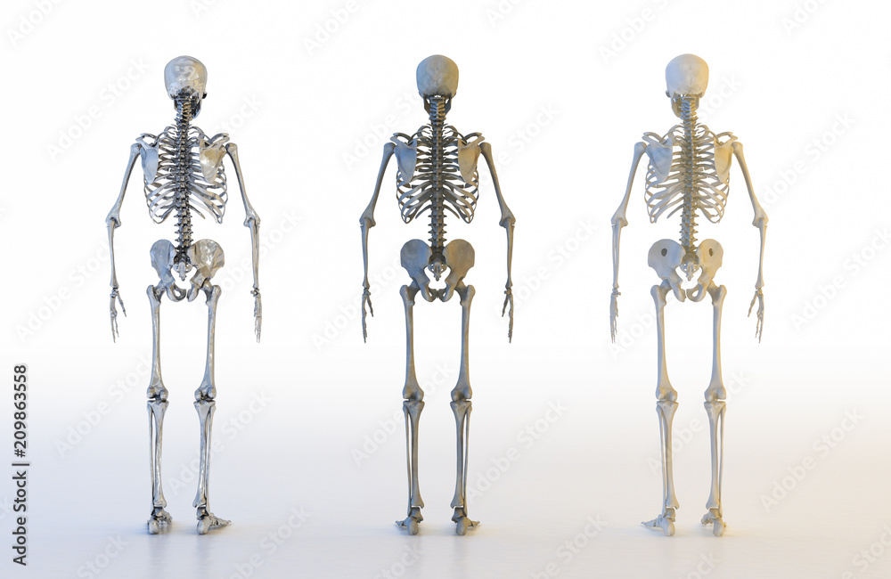 Human skeleton anatomy set. Skeletal bones, back view. Educational ...