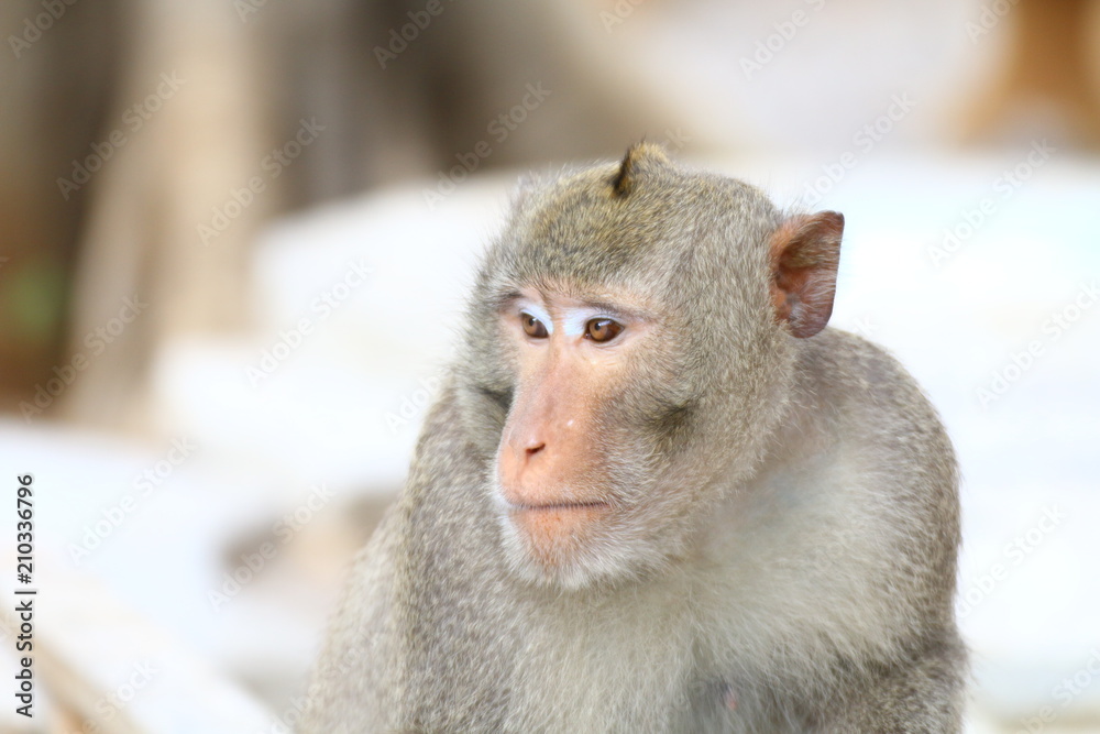 Monkey, Monkey face portrait, Jungle Monkey close up, Monkey Ape Stock ...