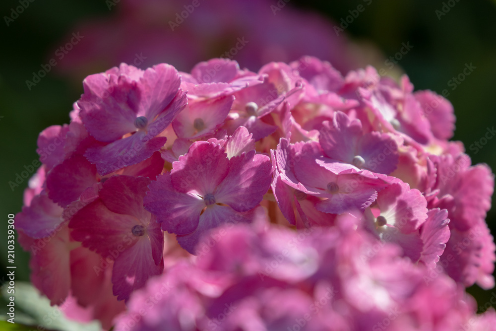 Hydrangea at Hattori Farm in Mobara City, Chiba Prefecture, Japan ...