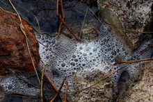 Stagnated Polluted Water Free Stock Photo - Public Domain Pictures