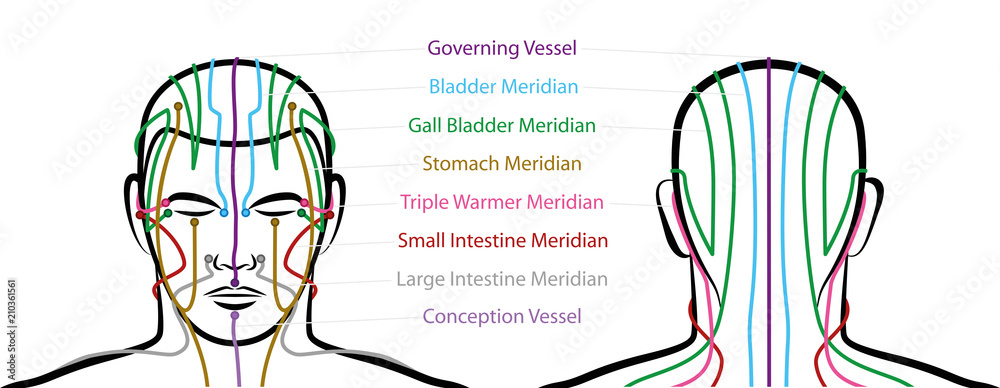 Meridians of the head with acupuncture points - anterior and posterior ...