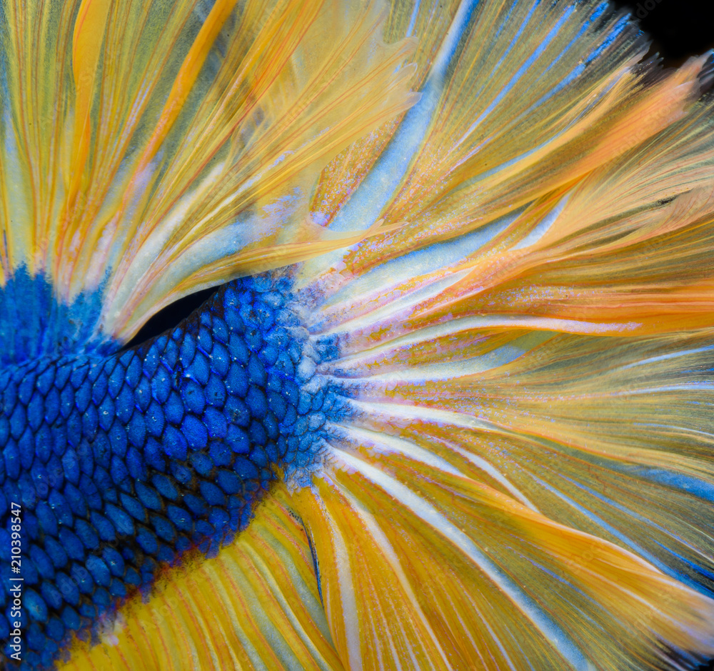 Halfmoon betta fish, siamese fighting fish, Capture moving of fish ...