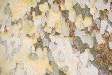 Plane Tree Trunk Free Stock Photo - Public Domain Pictures