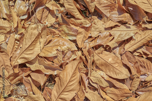 Dead magnolia leaves on the ground Stock Photo | Adobe Stock