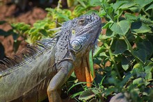 Iguana Eating Free Stock Photo - Public Domain Pictures
