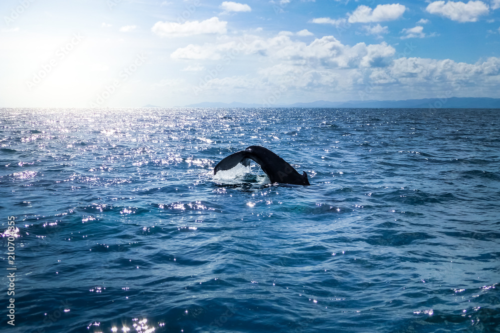 Caudal / tail fin on the Humpback whale making a big splash and dives ...