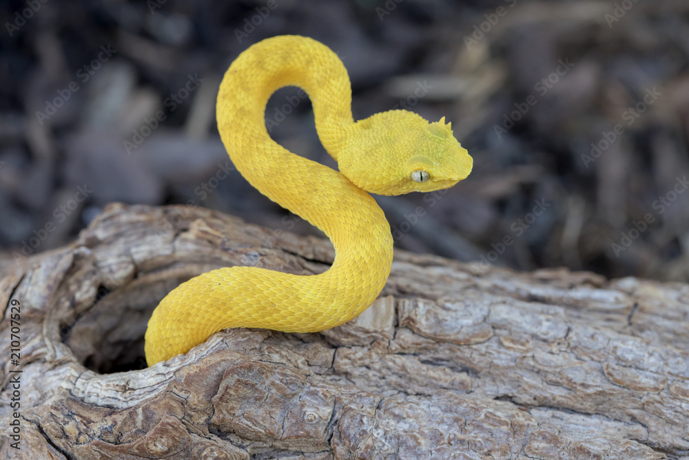 Yellow Eyelash Viper Snake (Bothriechis schlegelii) making an "S" shape ...